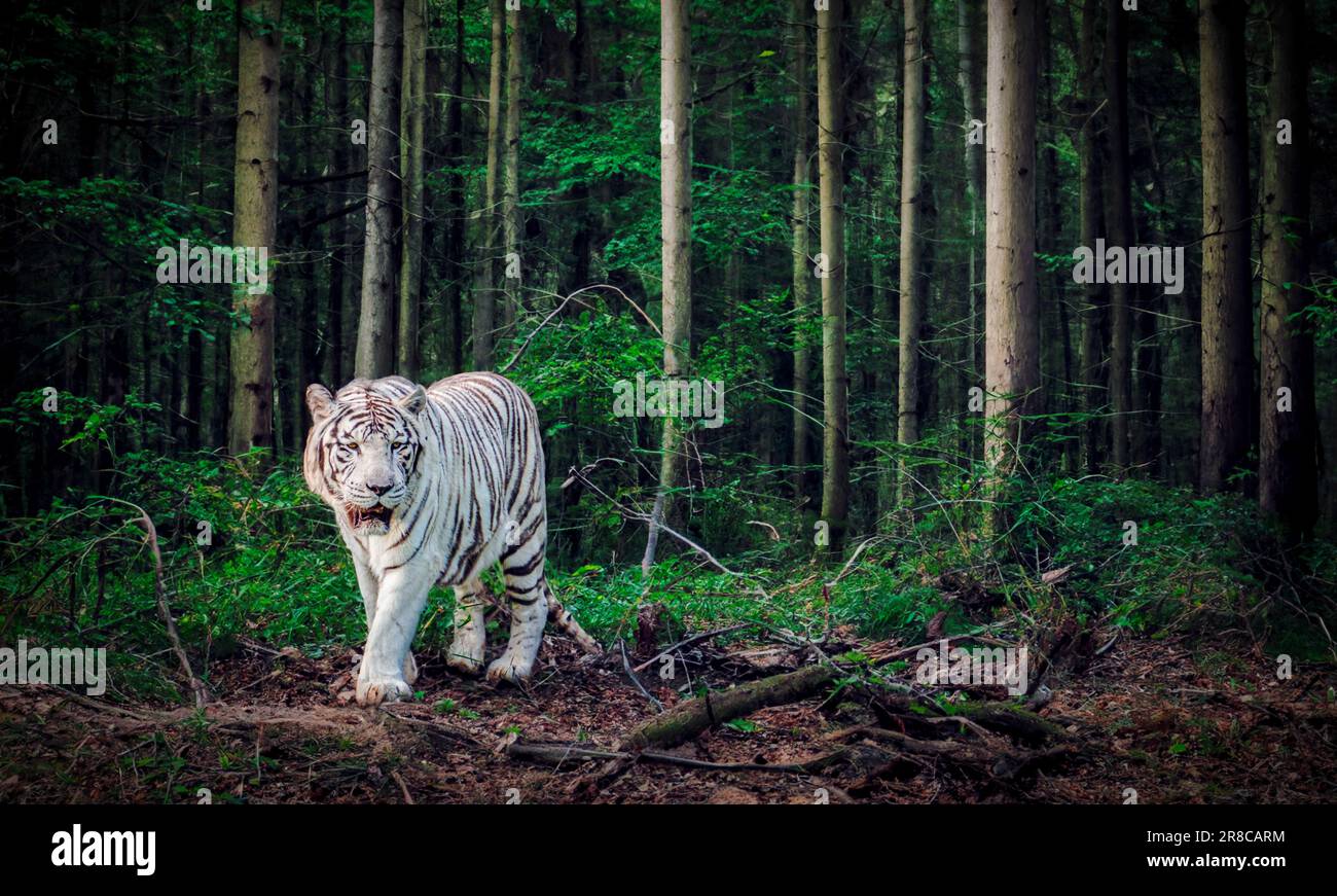 Strong white tiger walking on a forest Stock Photo - Alamy
