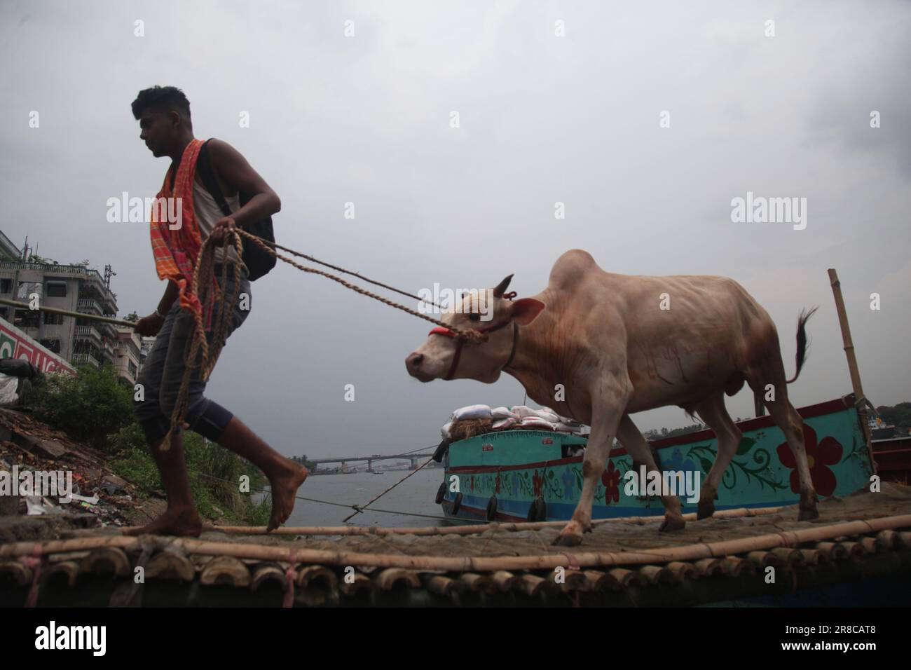 Dhaka Bangladesh 20jun2023 traders unloading a vessel of sacrificial animals for the upcoming ...
