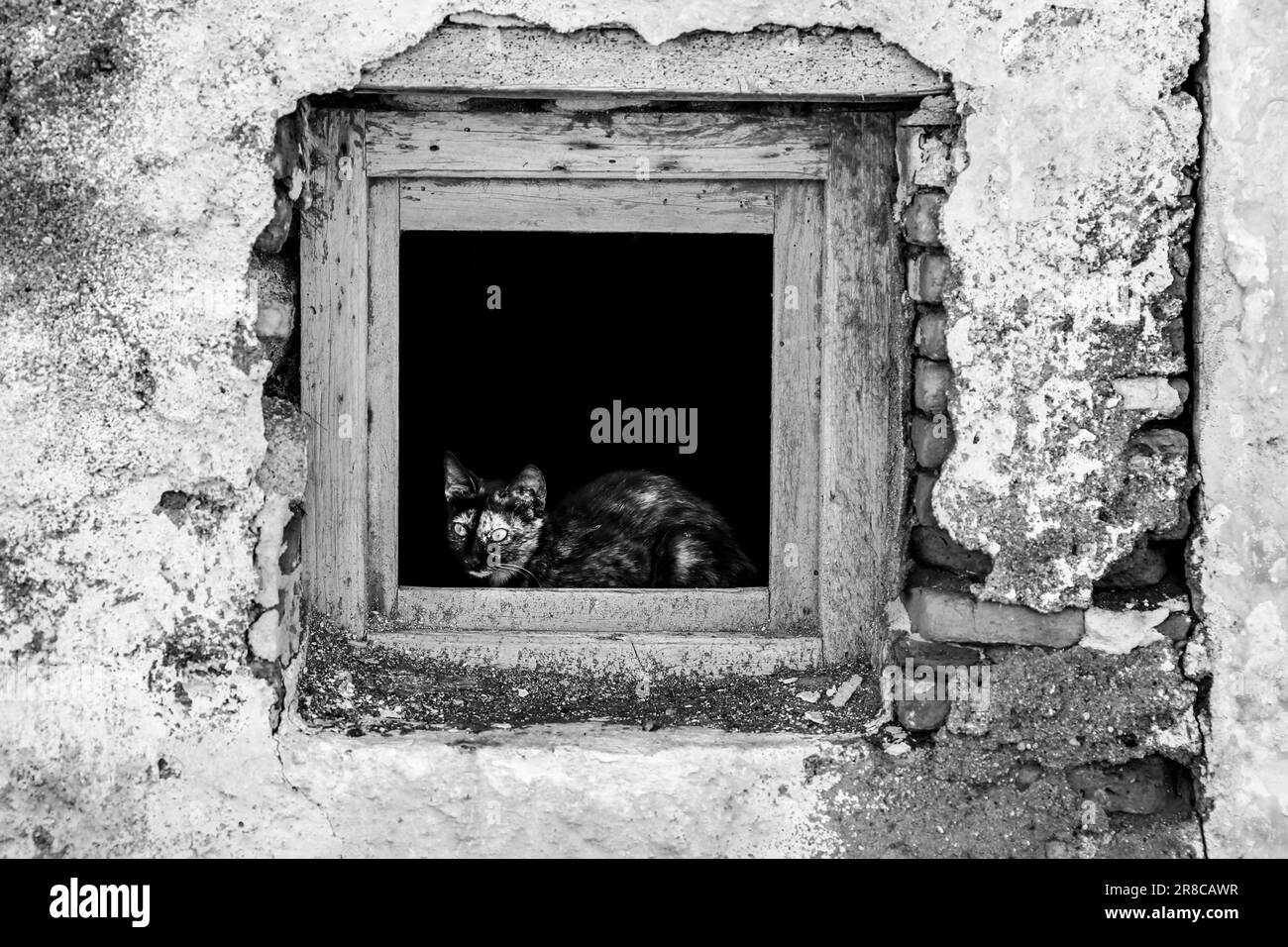 Beautiful Cat in old abandoned house window with chipped facade Stock ...
