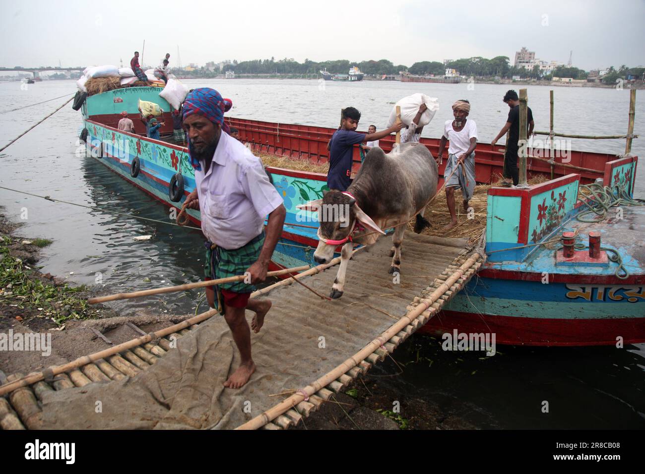 Dhaka Bangladesh 20jun2023 traders unloading a vessel of sacrificial animals for the upcoming ...