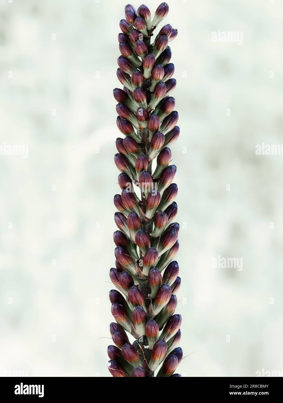 A stem of a tall plant full of buds on a light background outdoors ...