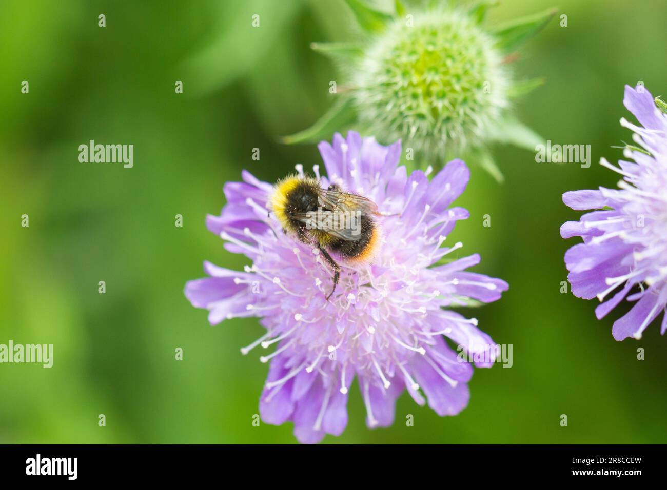 Nature / Gardening Cover - A Bumble-bee forages for nectar on flowering ...