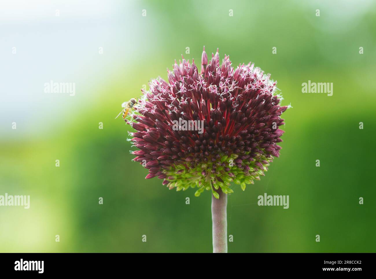 Nature Cover - A purple-coloured Allium plant provides a rich source of ...