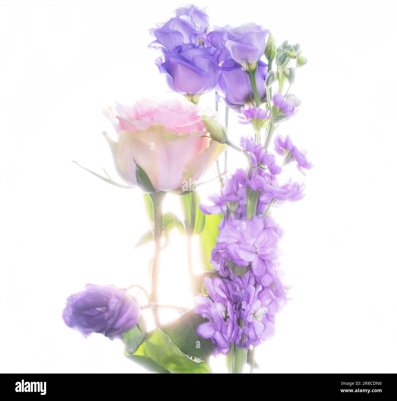 High key flower hi-res stock photography and images - Alamy