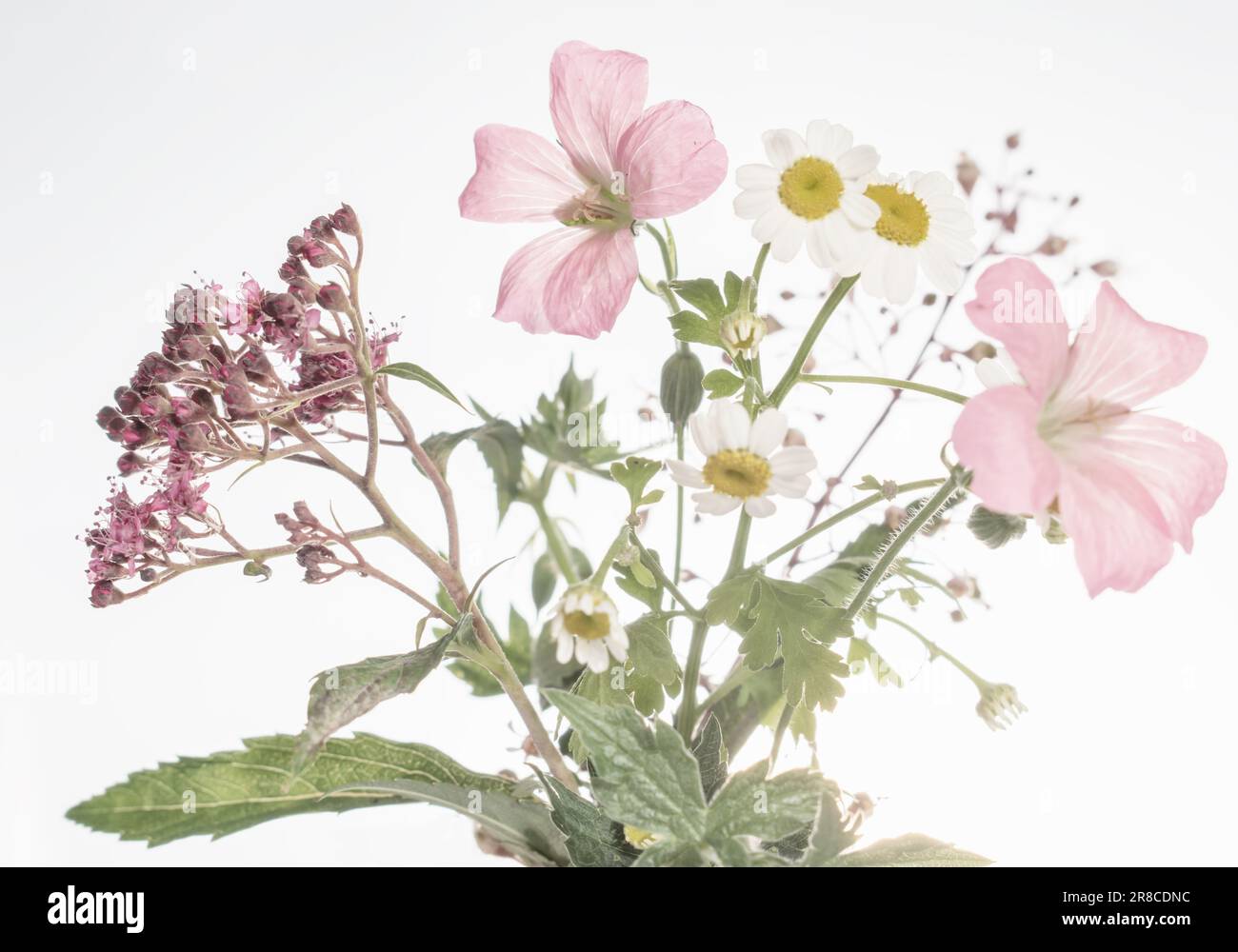 Arrangement of petals hi-res stock photography and images - Alamy