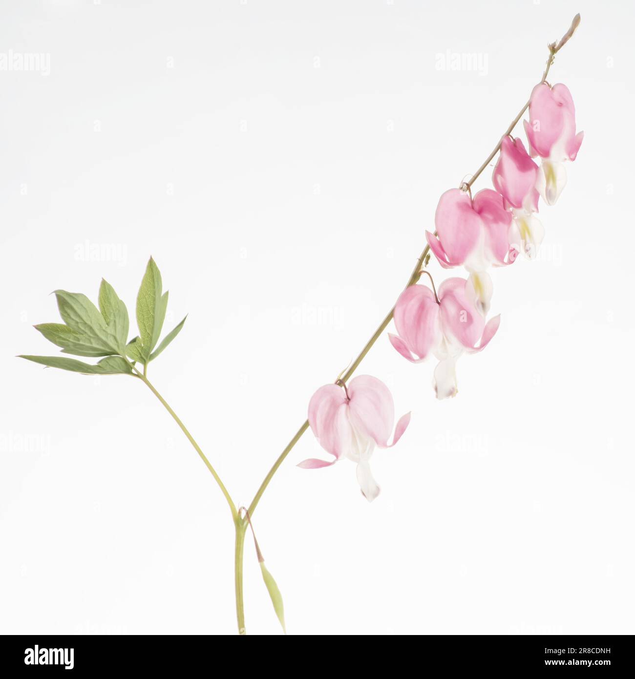 A high key image of beautiful pink bleeding heart flowers hanging on a ...