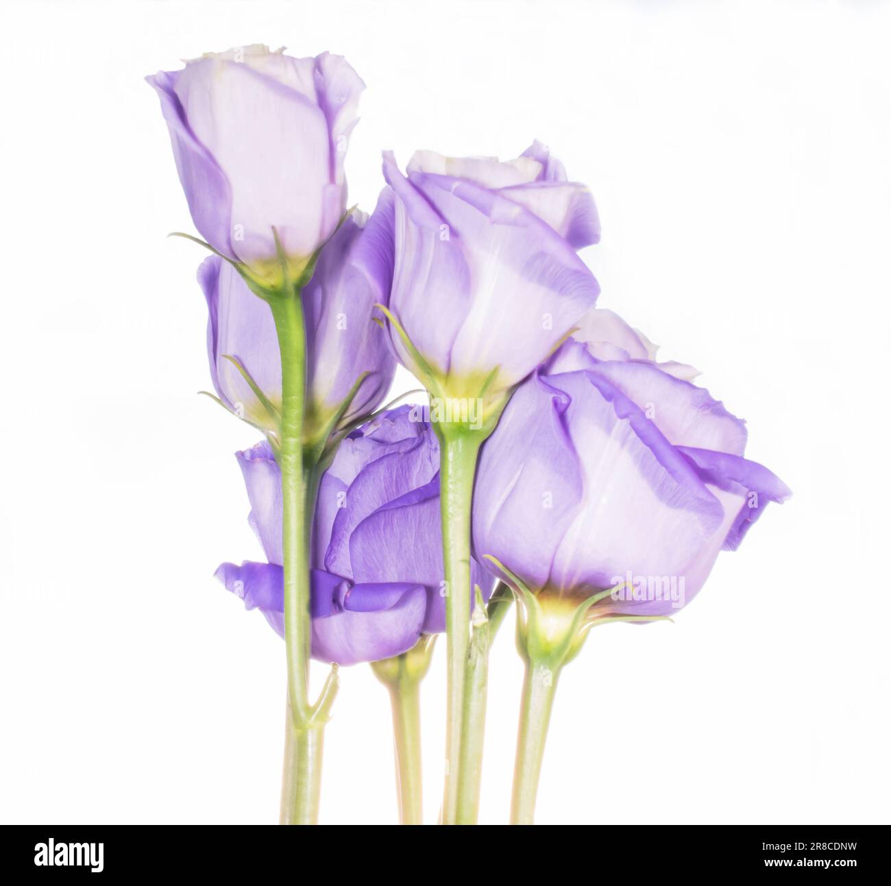 A bunch of Beautiful High Key pale violet Lisianthus flowers Stock ...
