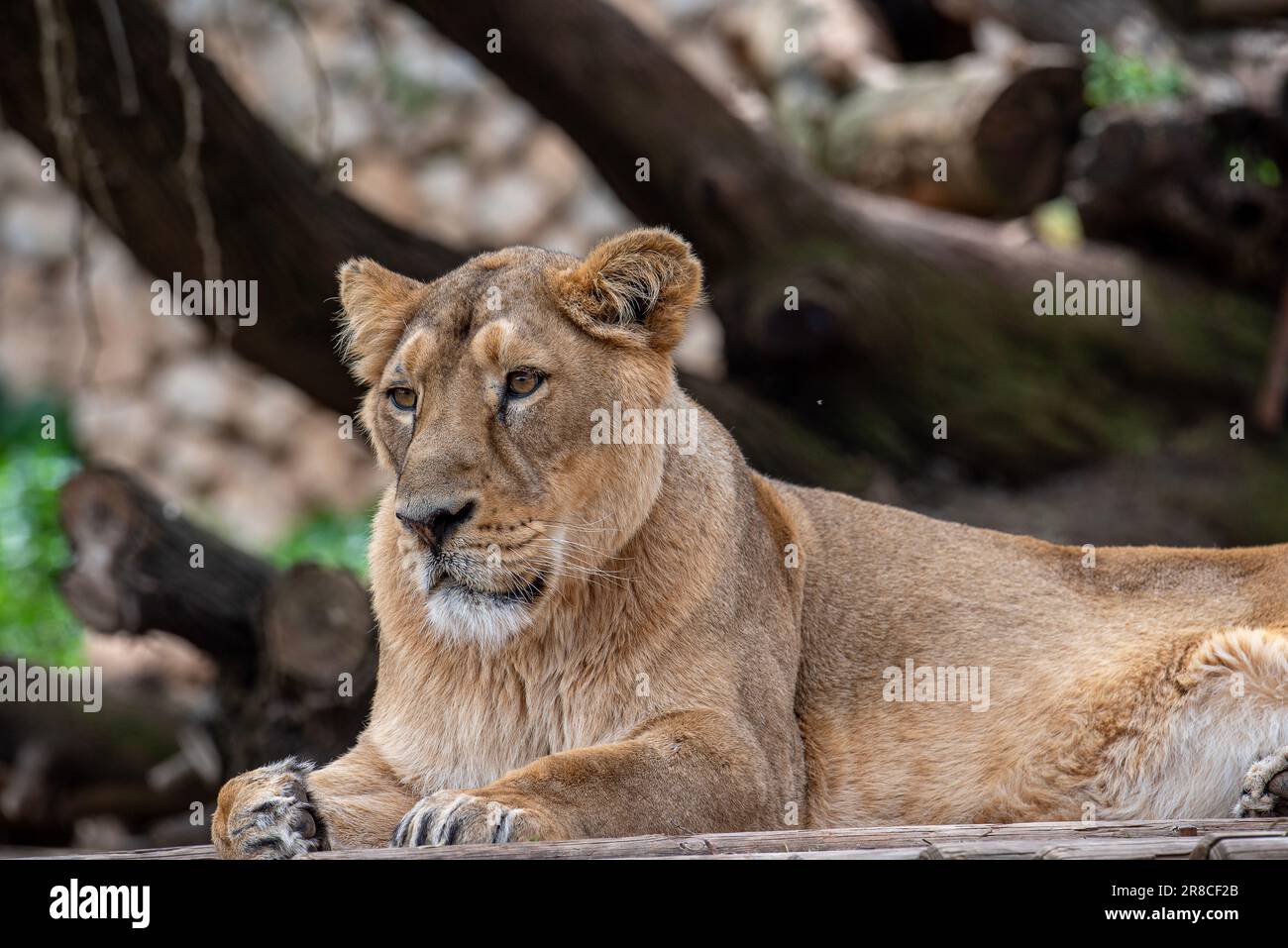 A portrait of a lioness relaxing on grass in a park in Israel. lioness ...