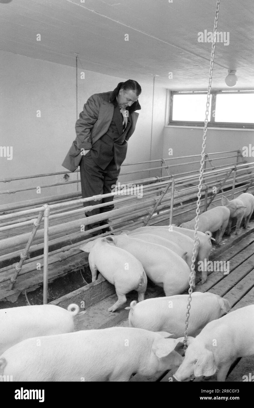 Current 9-7-1960 : With the pig in the backThe sales phantom Gunnar ...