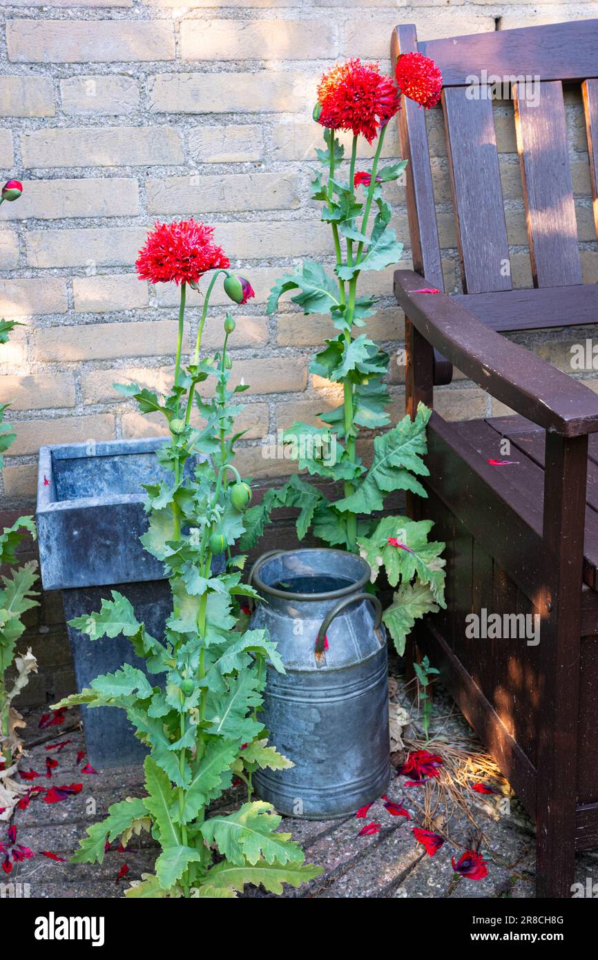 Poppy bench hi-res stock photography and images - Alamy