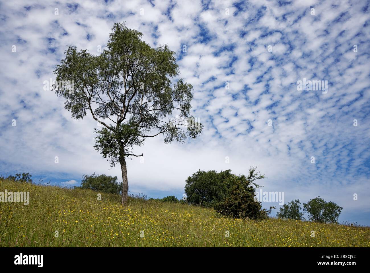 A single tree in the flower rich pasture at Heaton Park, Manchester ...