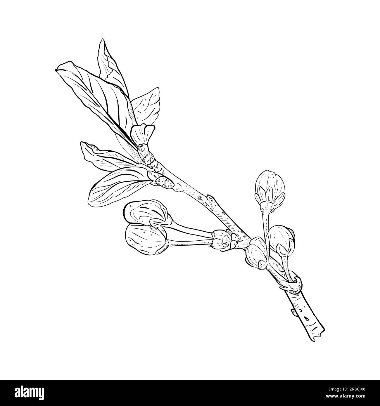 Vector illustration of blooming-ready branch of cherry, sakura, apple ...