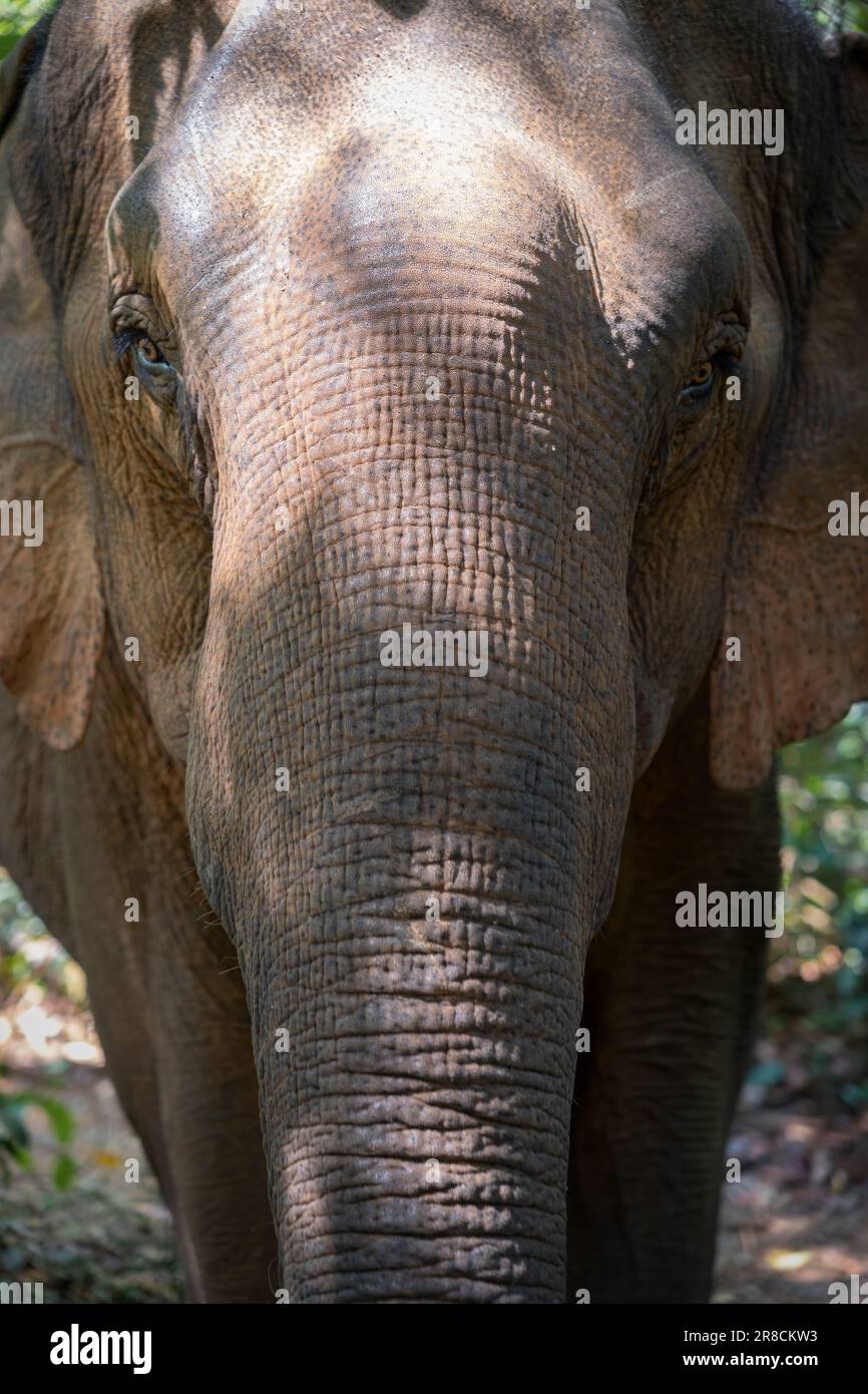 Saen monorom hi-res stock photography and images - Alamy