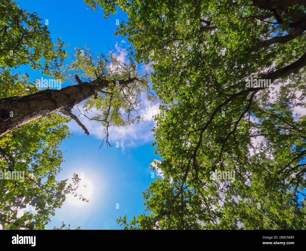 The sun beautifully illuminating the green treetops of tall trees in a ...