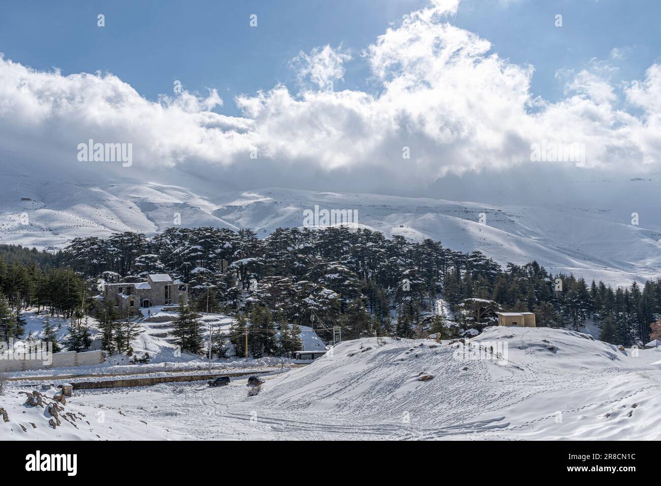Cedars on mount lebanon hi-res stock photography and images - Alamy