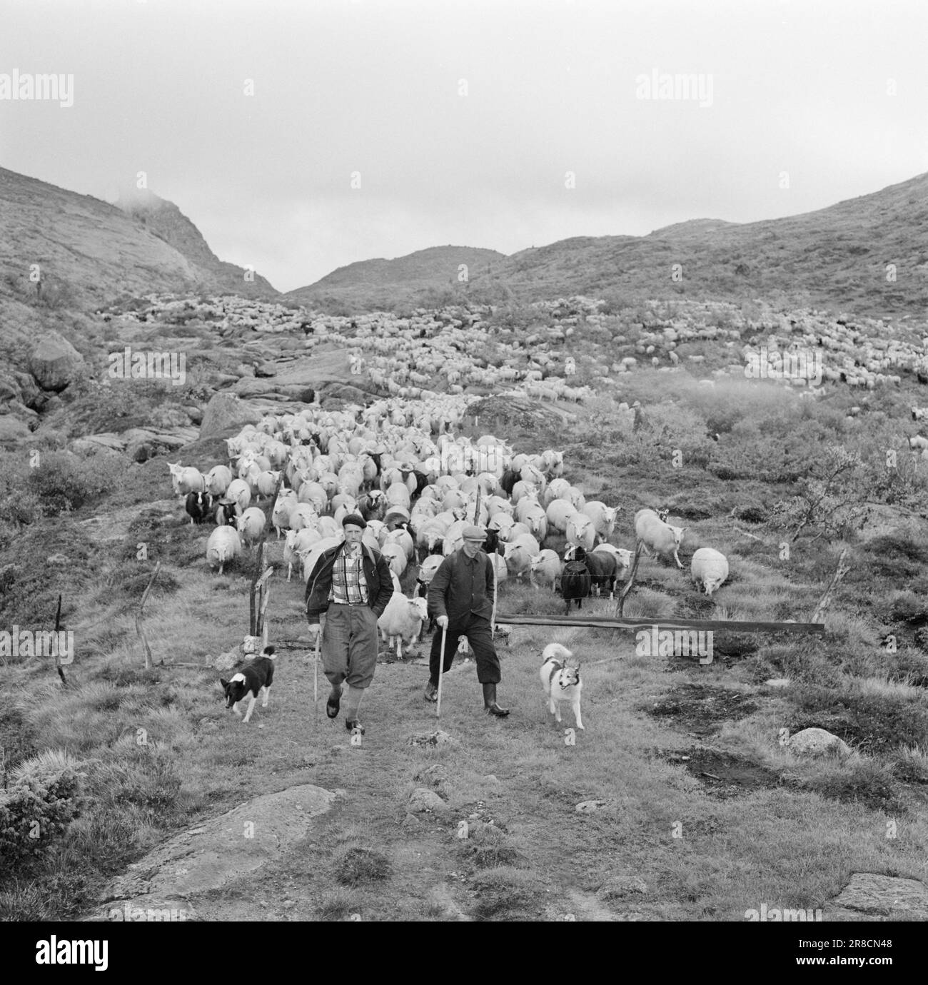 Current 42-1-1960: Bye Bye!! Summer is over. Sheep herding in Sirdal ...