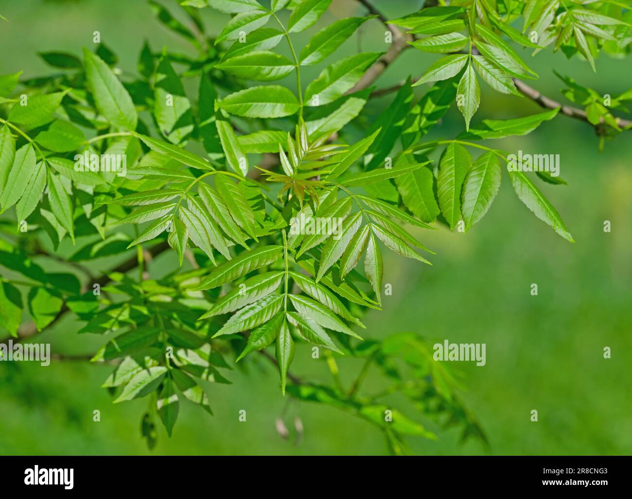 Leaves of the common ash, Fraxinus excelsior Stock Photo - Alamy