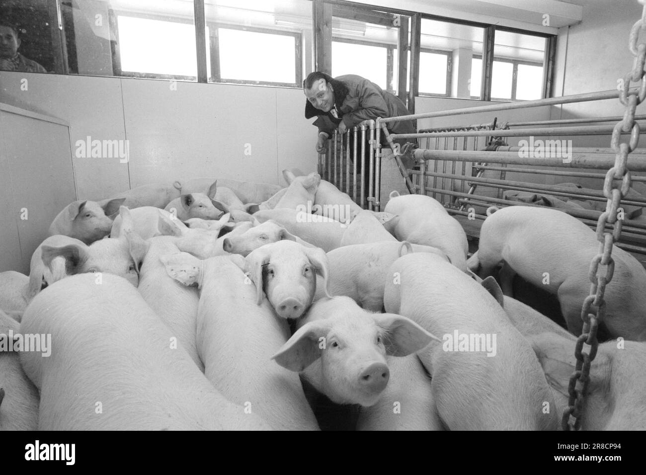 Current 9-7-1960 : With the pig in the backThe sales phantom Gunnar ...