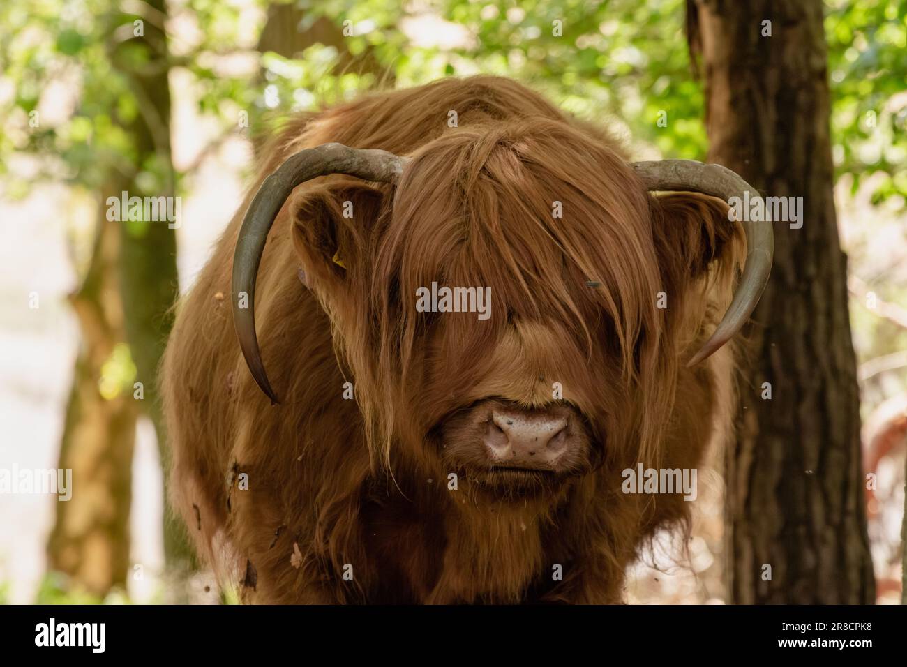 Scottish highlander with horns down looks straight into the camera on ...