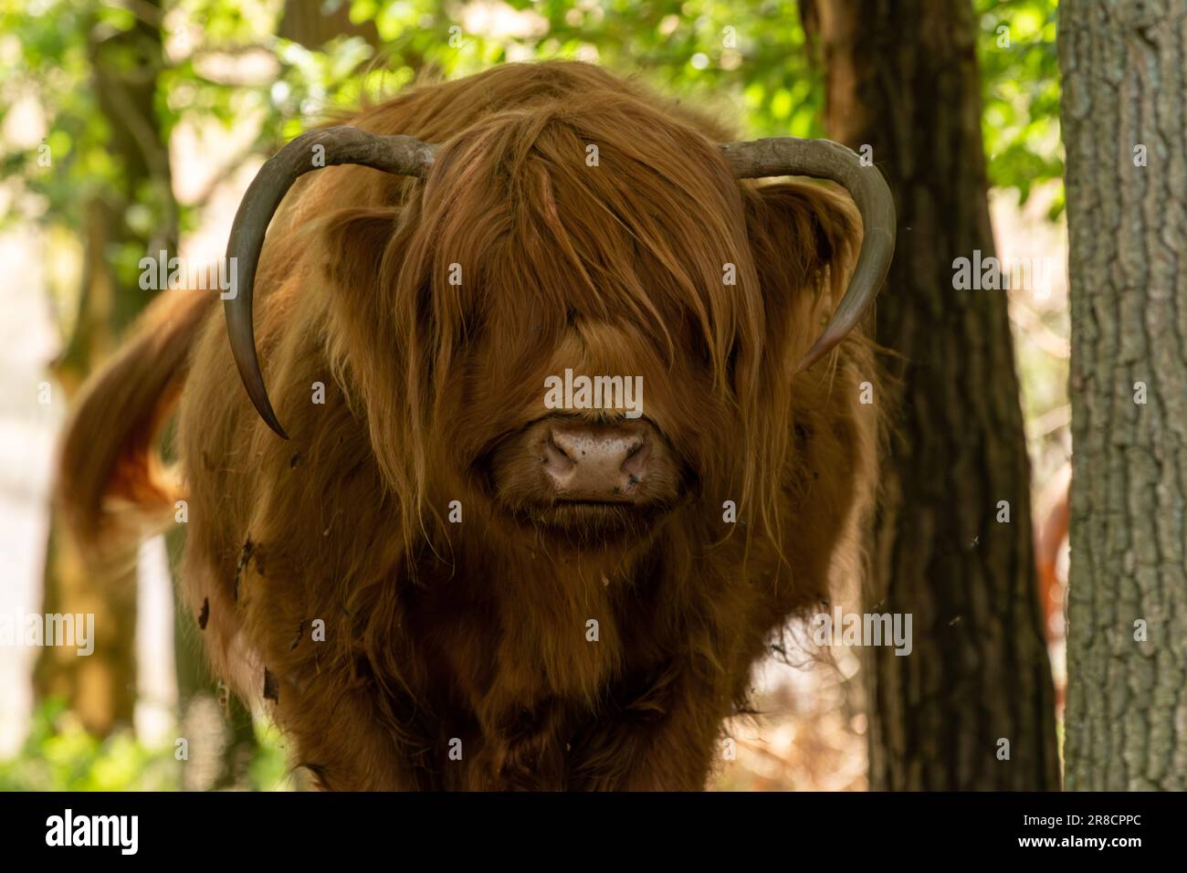 Scottish highlander with horns down looks straight into the camera on ...