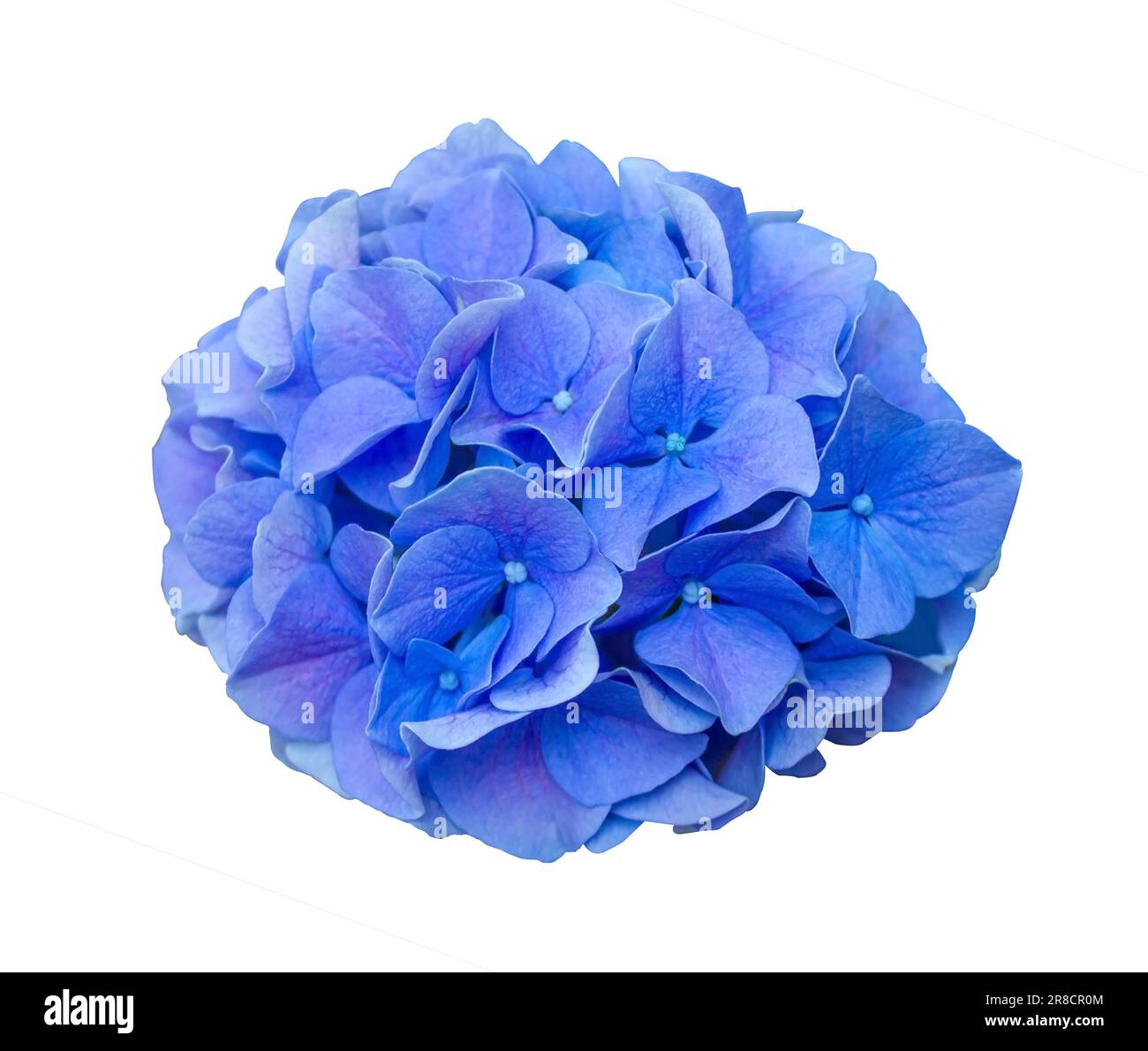 Beautiful Blue Hydrangea macrophylla Royal Pride flower close-up ...