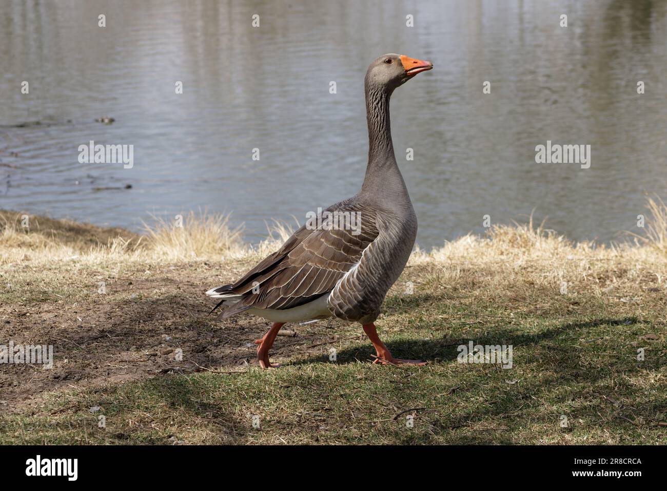 An Anserinae goose walking on dry grass near a body of water Stock ...