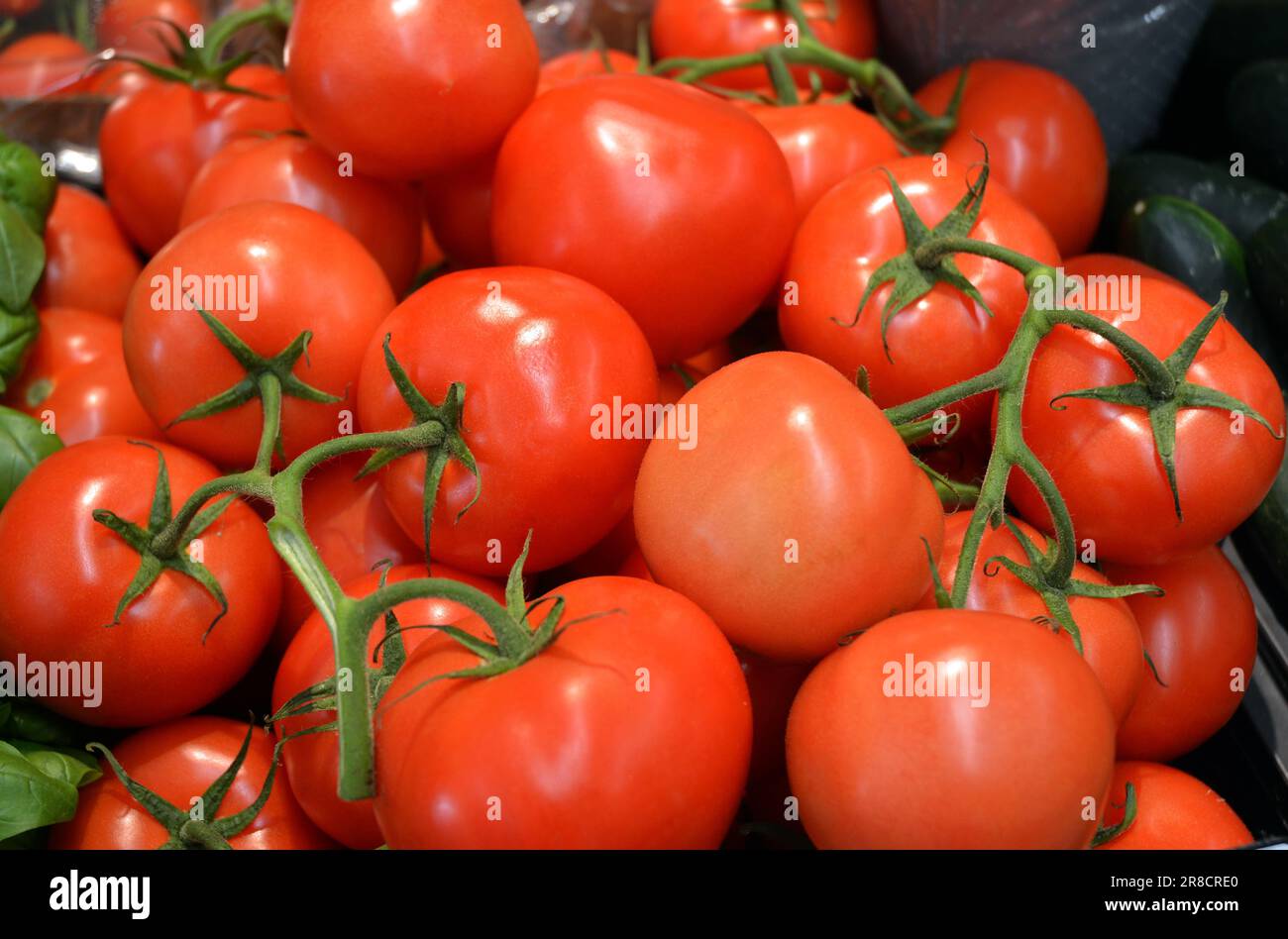 Round tomatoes hi-res stock photography and images - Alamy
