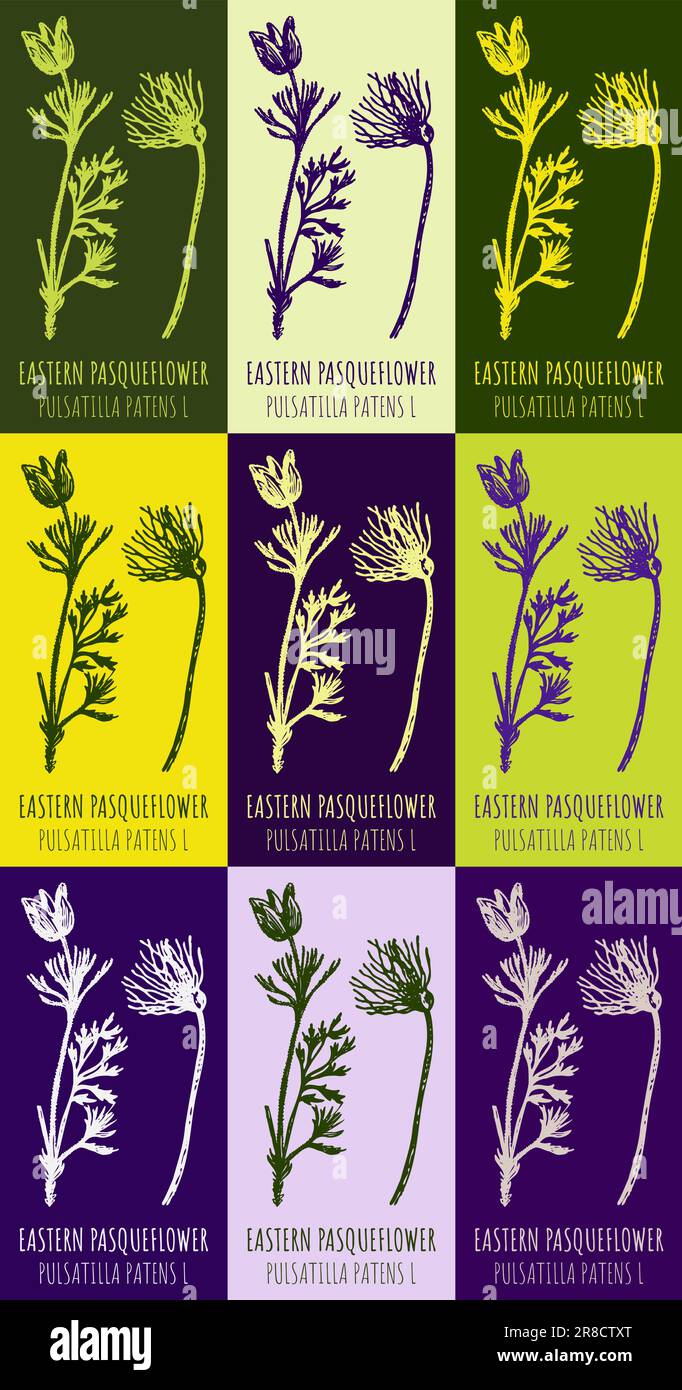 Set of vector drawing of EASTERN PASQUEFLOWER in various colors. Hand ...