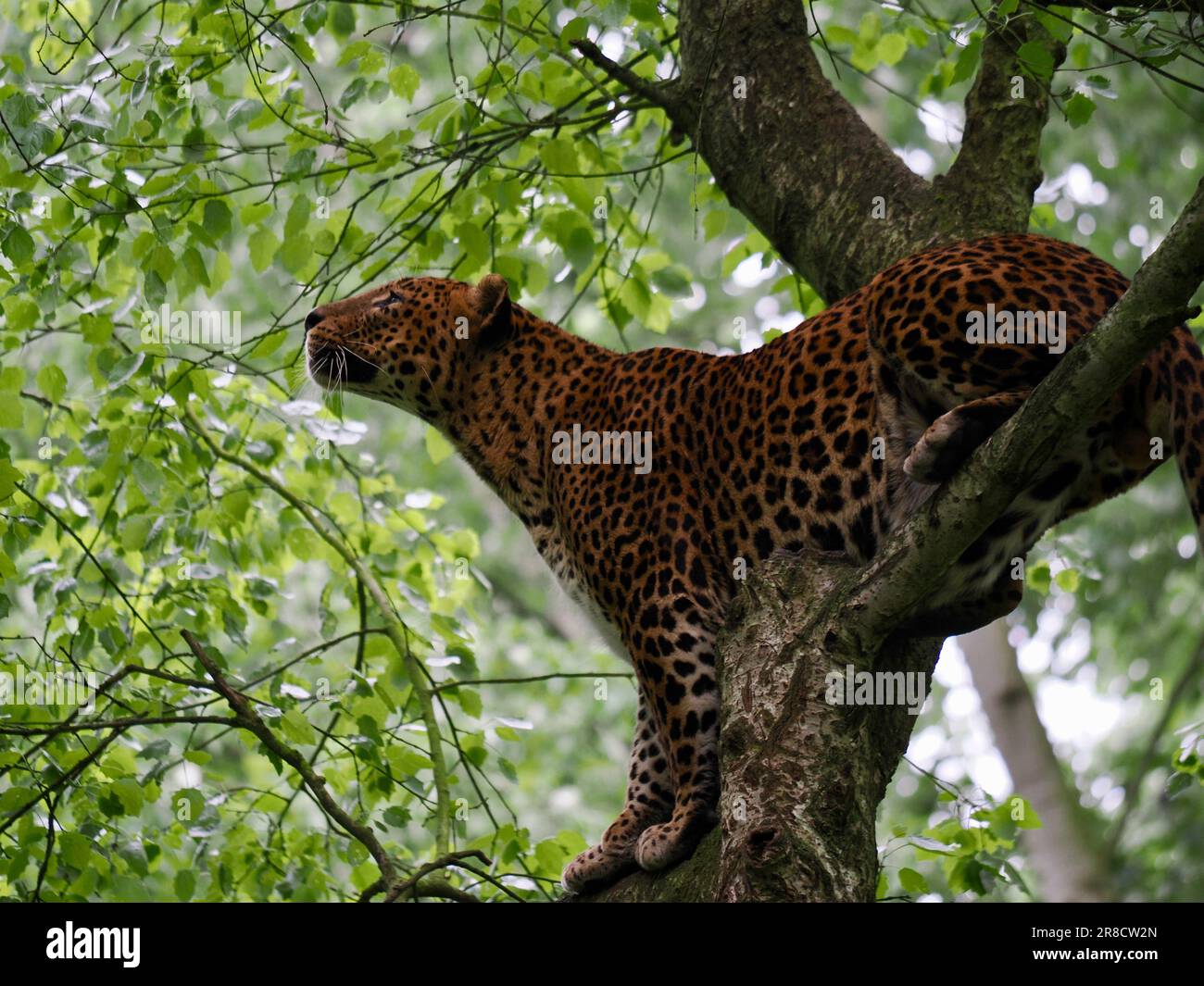 Spotted climbing perch hi-res stock photography and images - Alamy