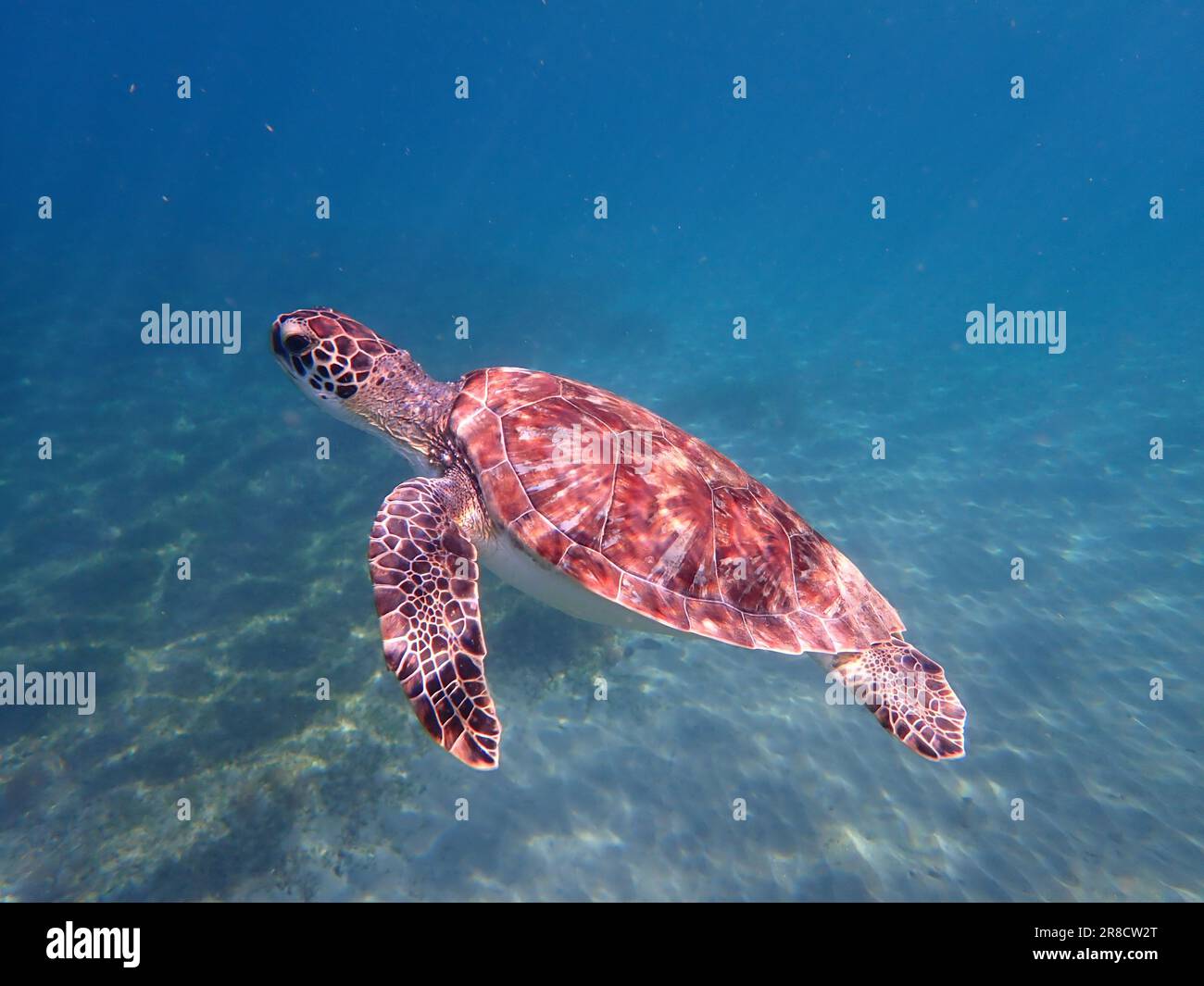 Glimmering ocean surface waves hi-res stock photography and images - Alamy