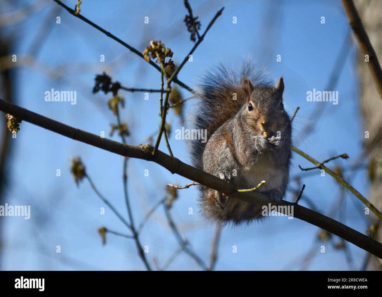 An eastern gray squirrel, also known as a grey squirrel (Sciurus ...
