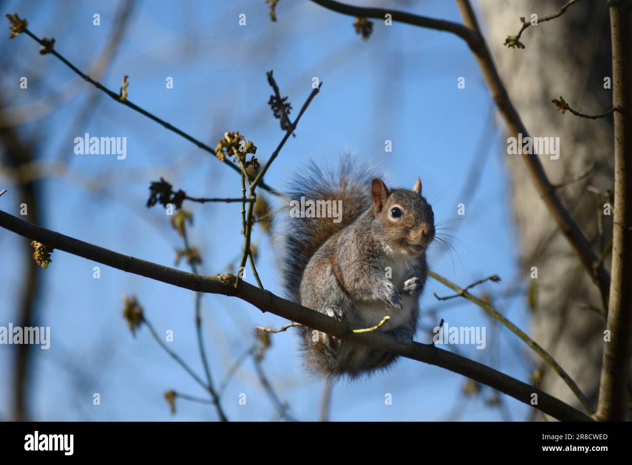 An eastern gray squirrel, also known as a grey squirrel (Sciurus ...