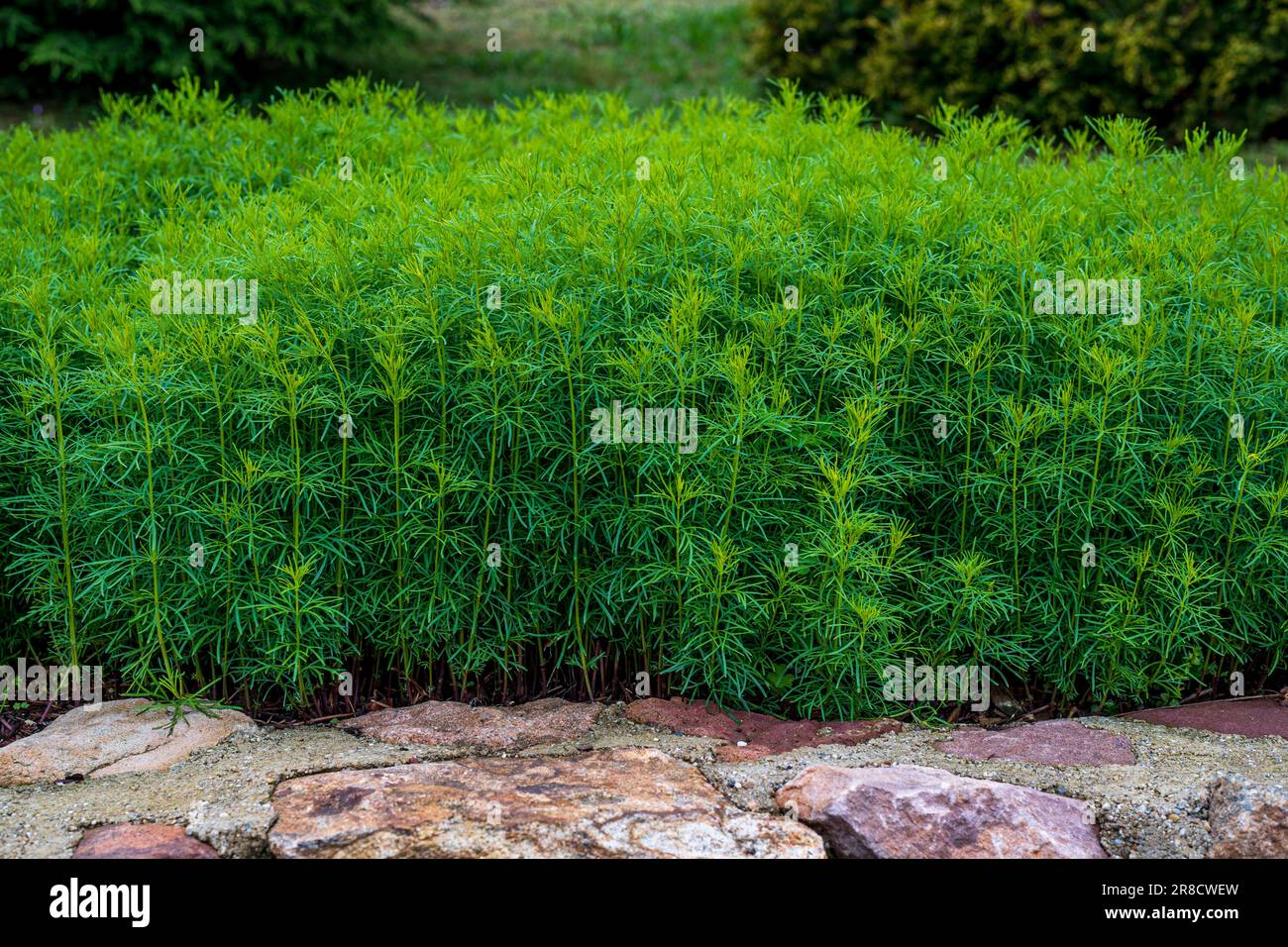 Bassia scoparia is a large annual herb in the family Amaranthaceae ...