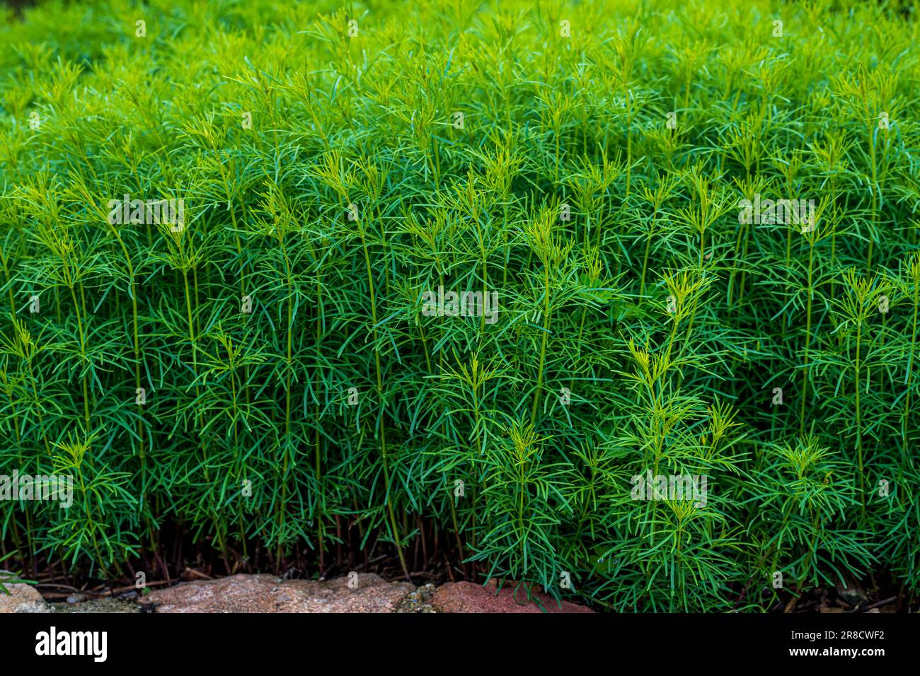 Bassia scoparia is a large annual herb in the family Amaranthaceae ...