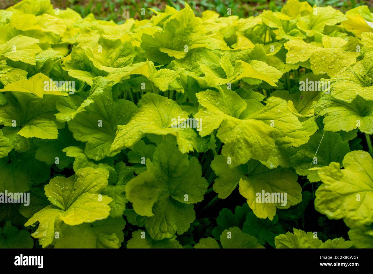Citronelle Coral Bells, Heuchera. this heat and humidity tolerant ...