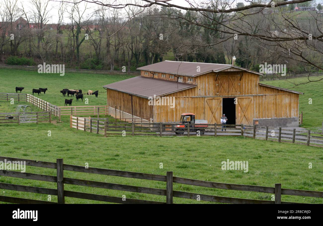 A farm worker prepares to feed his herd of cattle outside a barn in ...