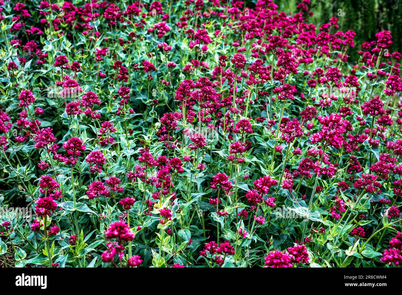 Centranthus ruber, the red valerian, spur valerian, kiss-me-quick, fox ...