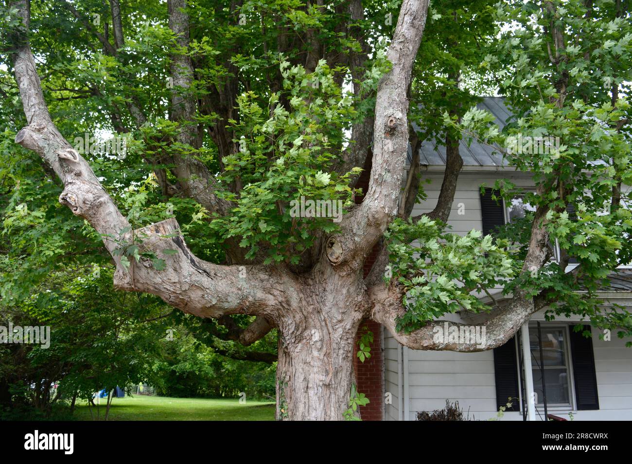 Tree crowds hi-res stock photography and images - Alamy