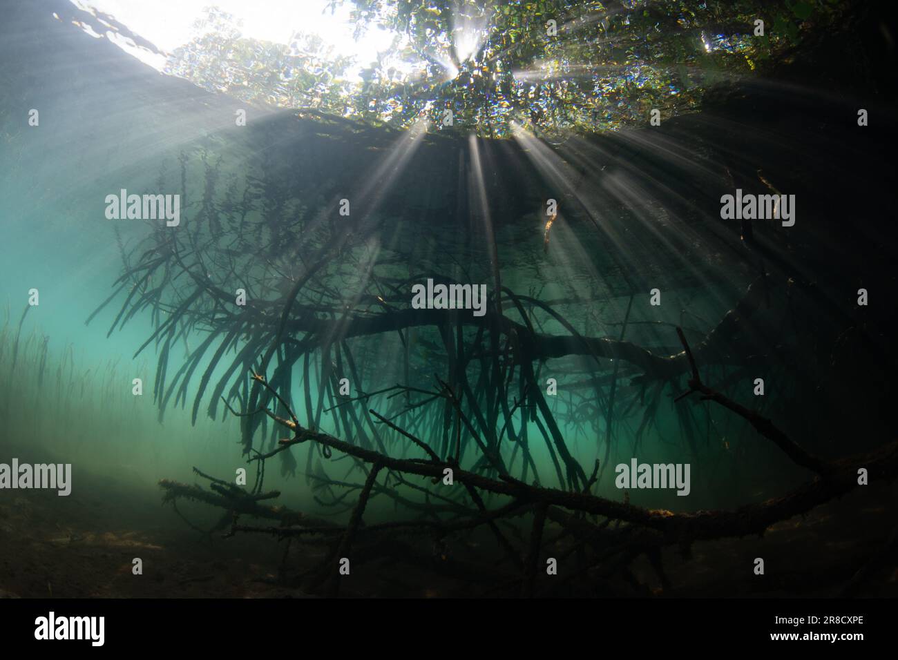 Beams of light filter into the dark shadows of a mangrove forest in ...