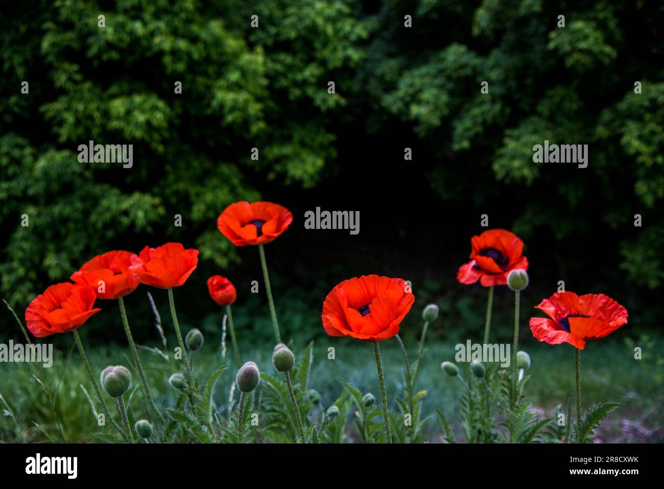 Wild poppies in a mountain meadow and fields of verdant green grasses ...