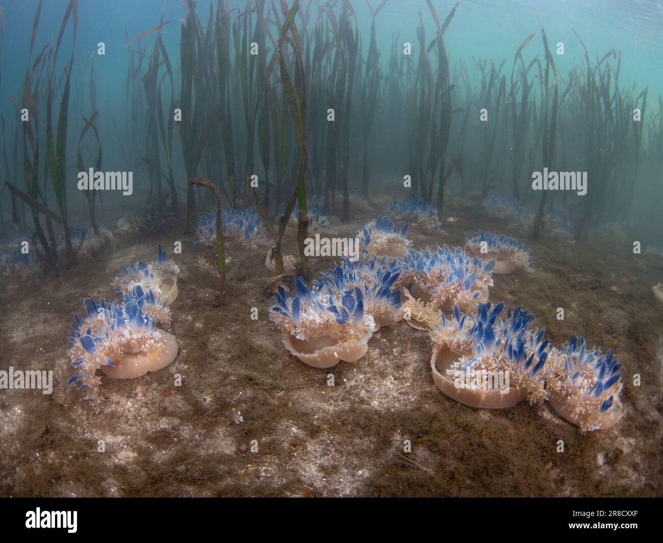 Upside-down jellyfish, Cassiopea sp., thrive amid a seagrass bed in ...