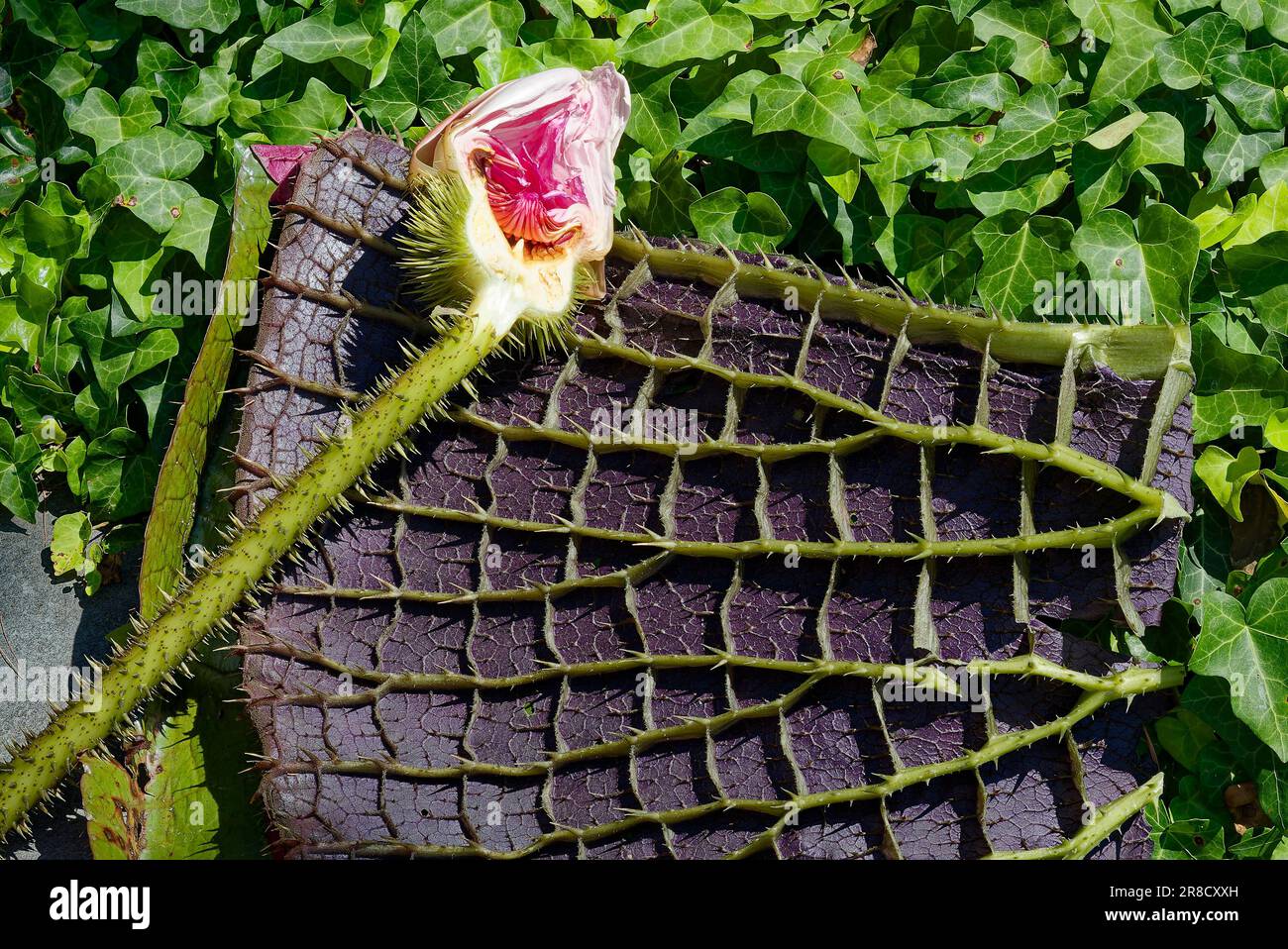 Photos Inside Of Stem Flowers