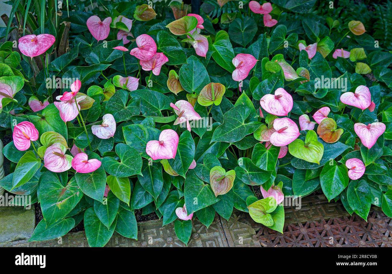 Bed of anthuriums hi-res stock photography and images - Alamy