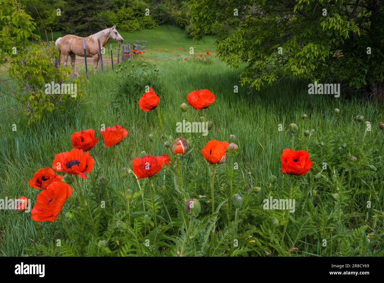 Red poppies in a mountain meadow with a ;horse in the distant ...