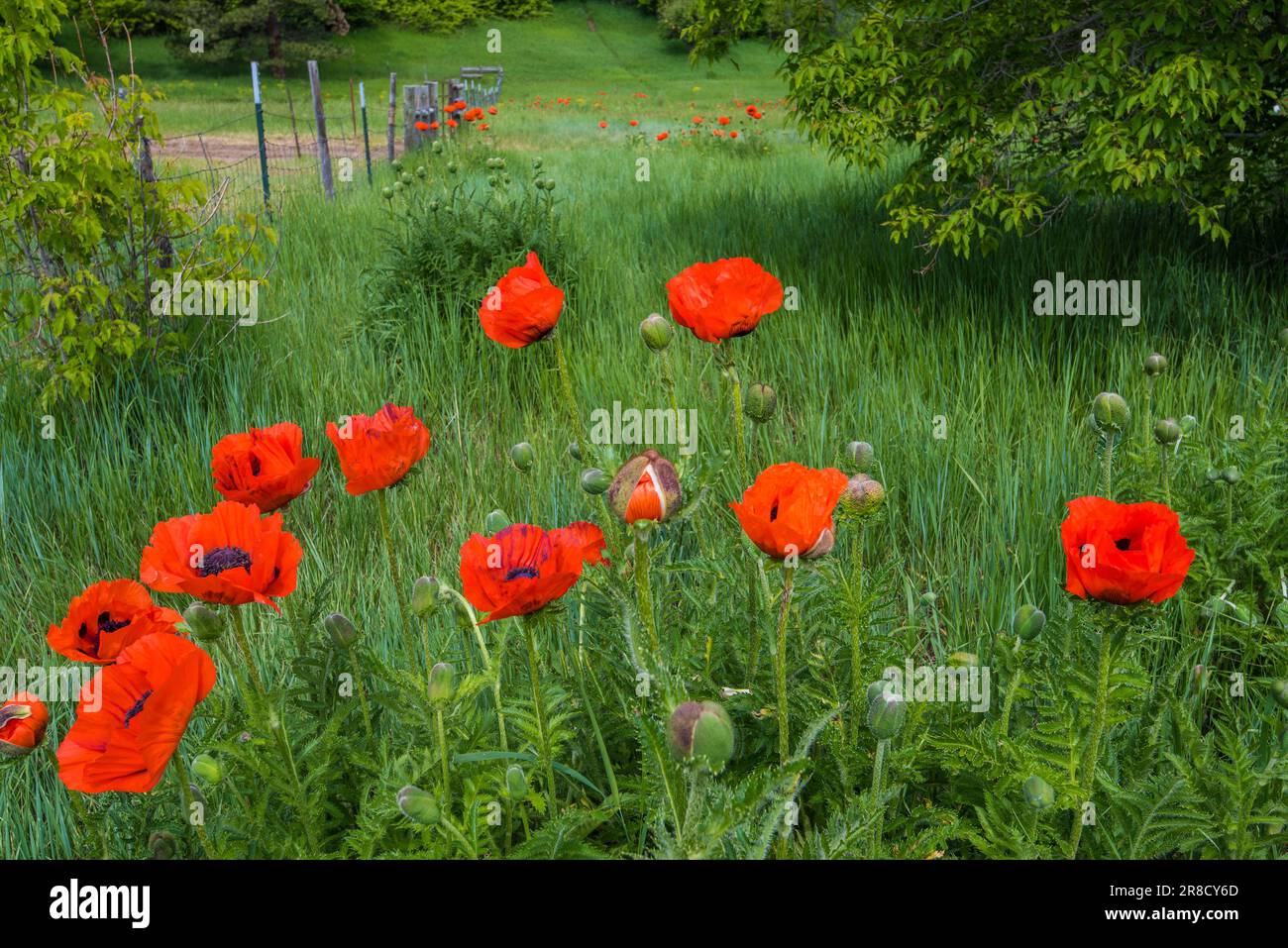 Wild poppies in a mountain meadow and fields of verdant green grasses ...