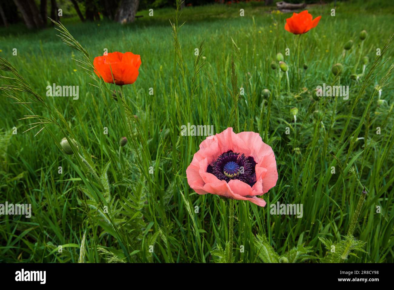 Wild poppies in a mountain meadow and fields of verdant green grasses ...