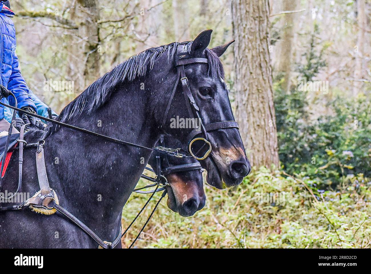 Happy woodland ride despite the rain storm Stock Photo - Alamy