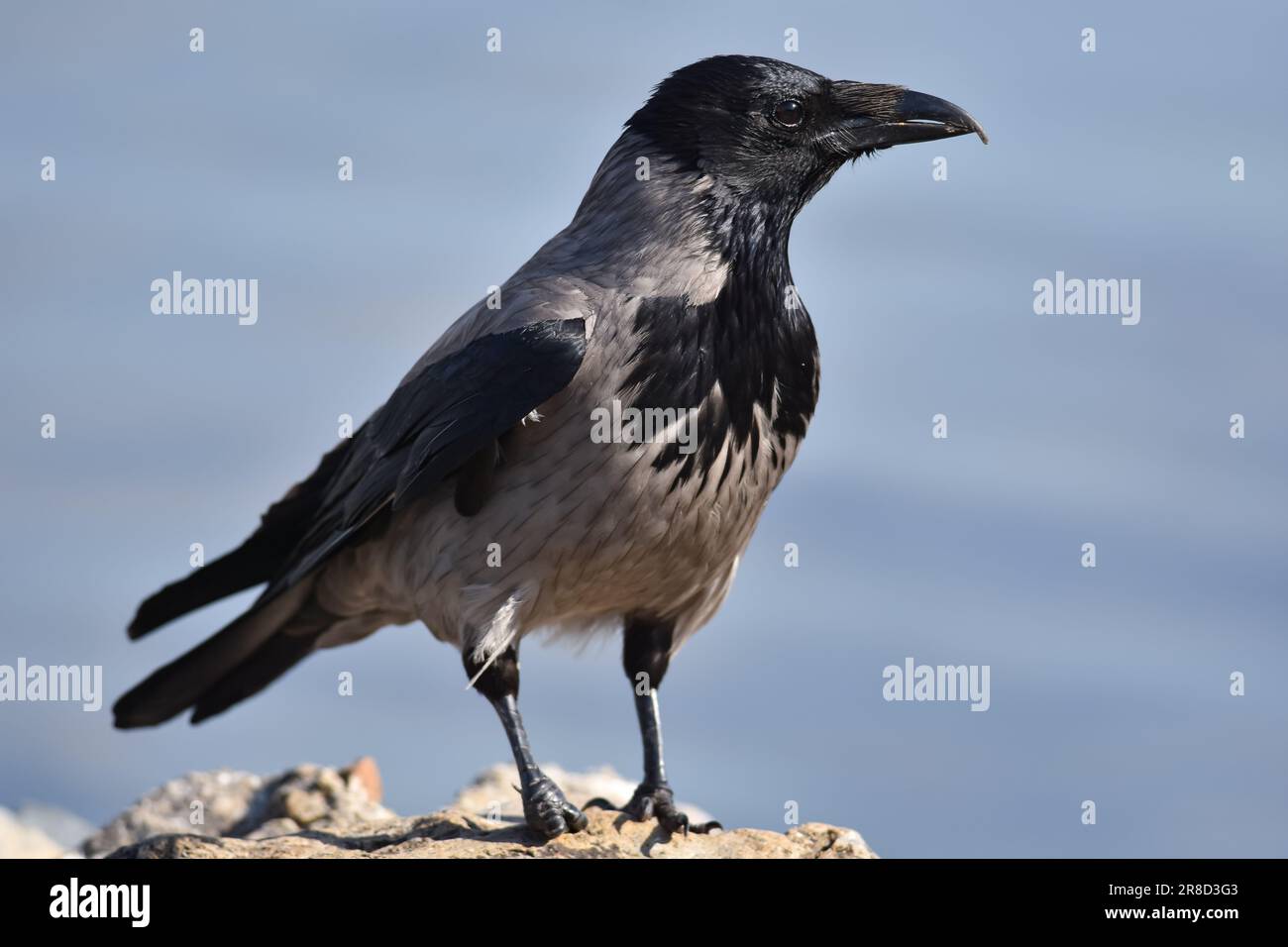 Black crow hi-res stock photography and images - Alamy