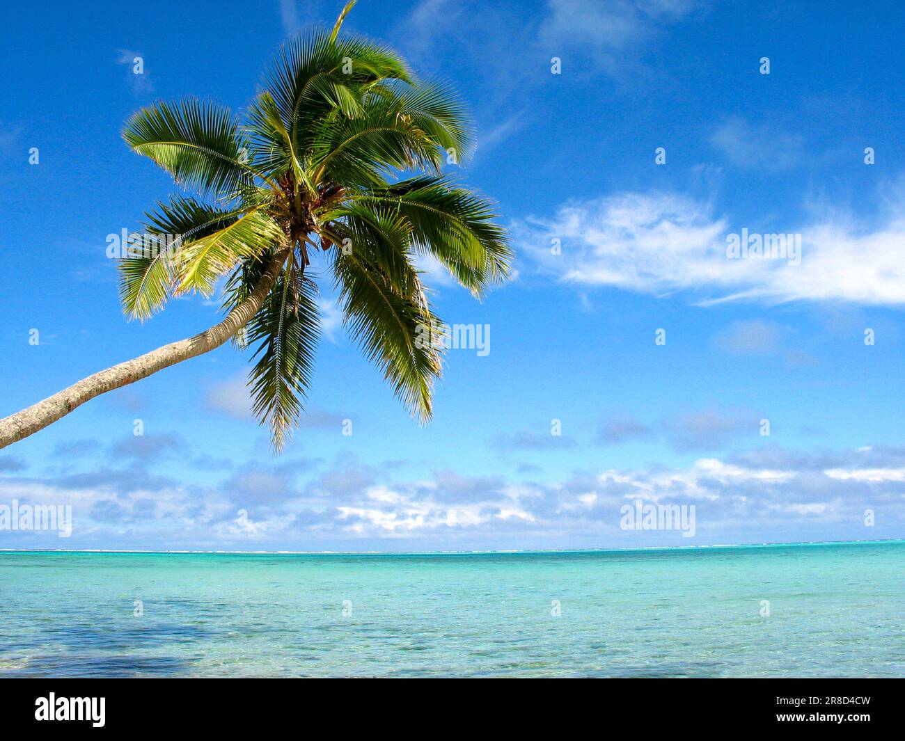 Tropical palm over turquoise blue water of a Pacific island - Huahine ...