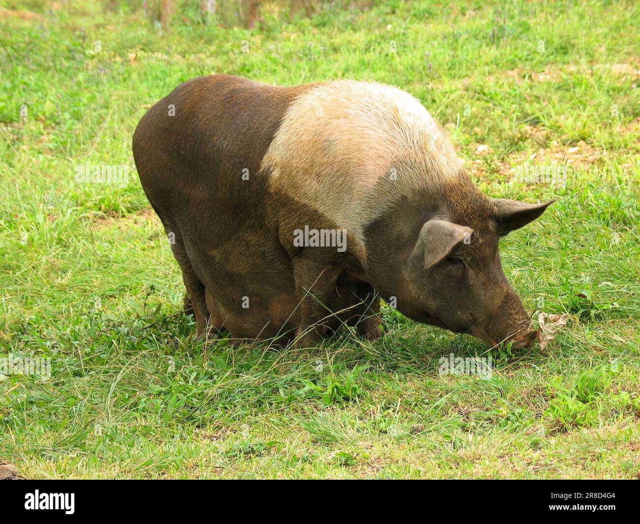 Very big breeding pig on the grass, Polynesian spotted sow Stock Photo ...
